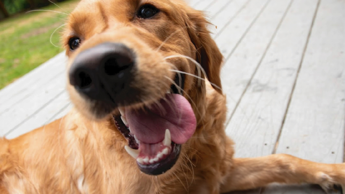 Golden retriever helping mom move her storage boxes is so smart