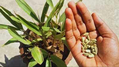 How to grow cardamom at home: A guide for gardening enthusiasts
