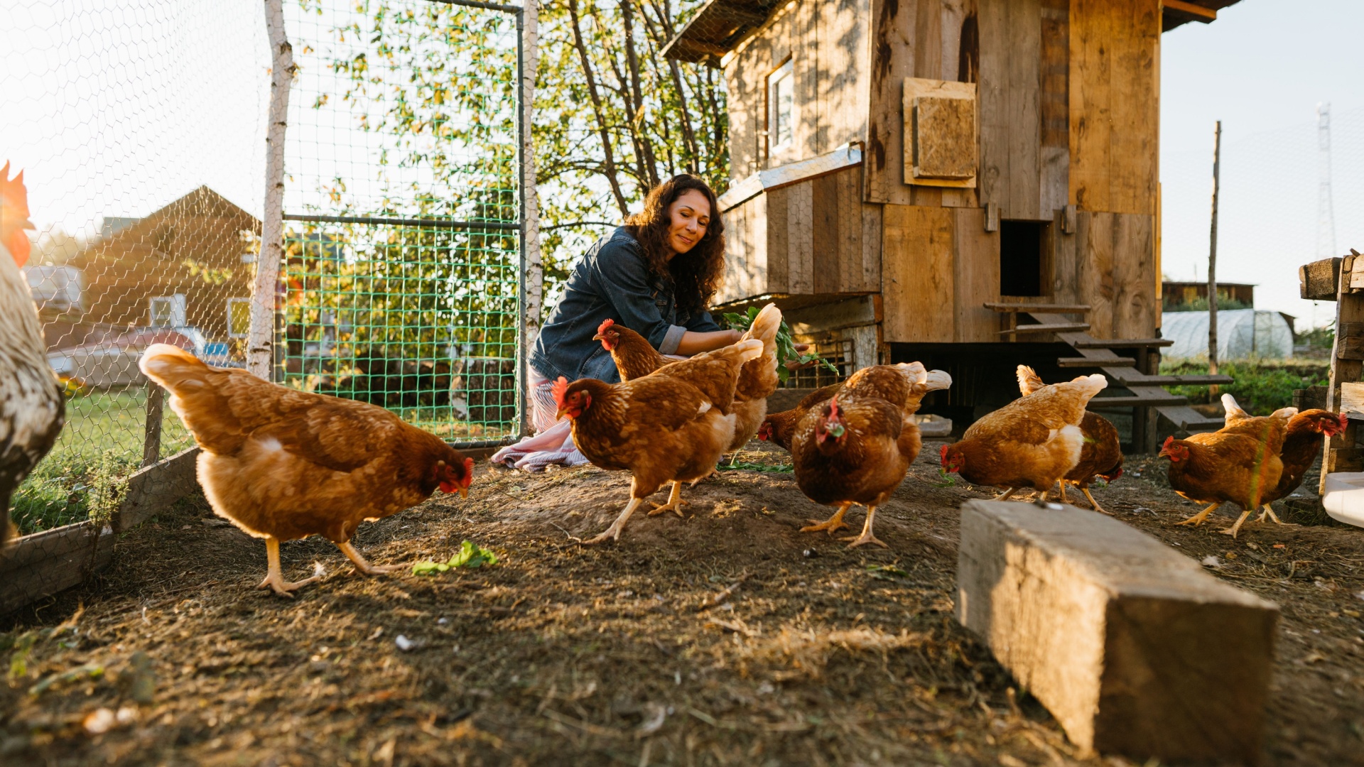 7 dangers of keeping backyard chickens