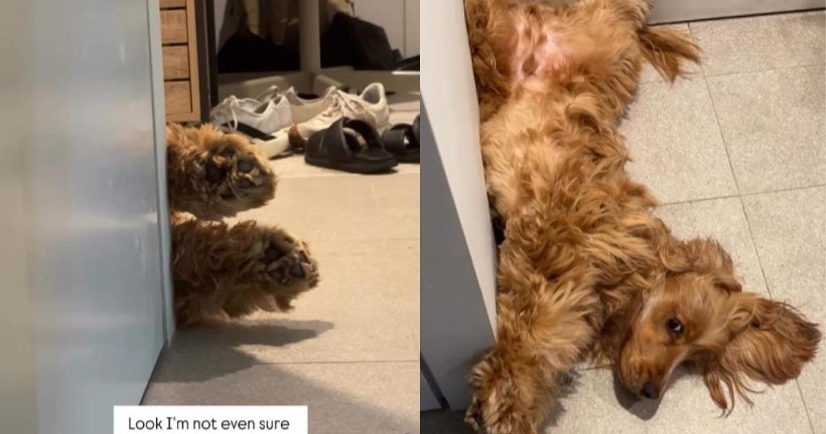 Dog Makes Himself in an Awkward Corner in a Cute Video