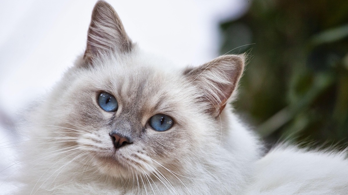 10 señales de trauma en gatos rescatados que muchos dueños no notan