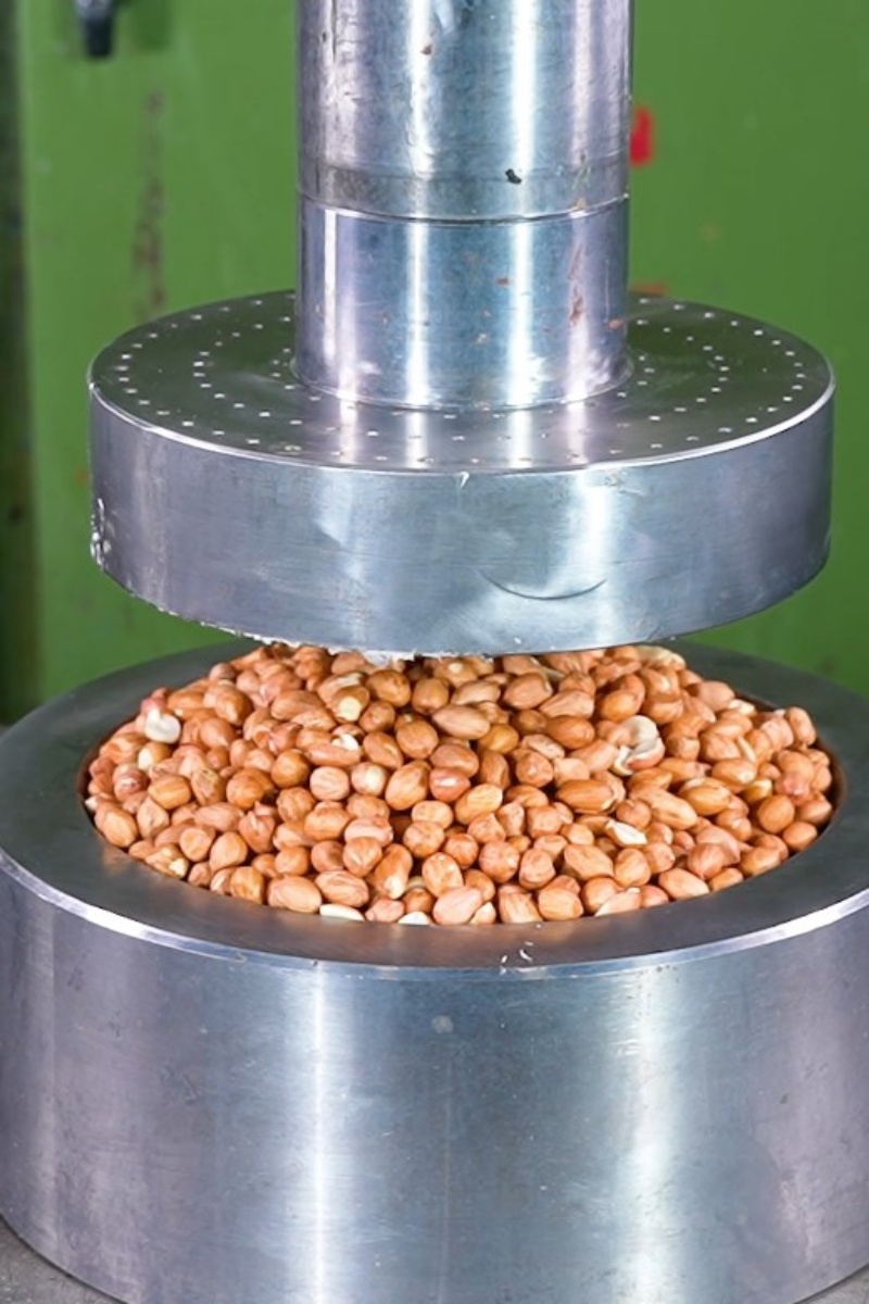 Crushing a big pile of raw peanuts under a hydraulic press