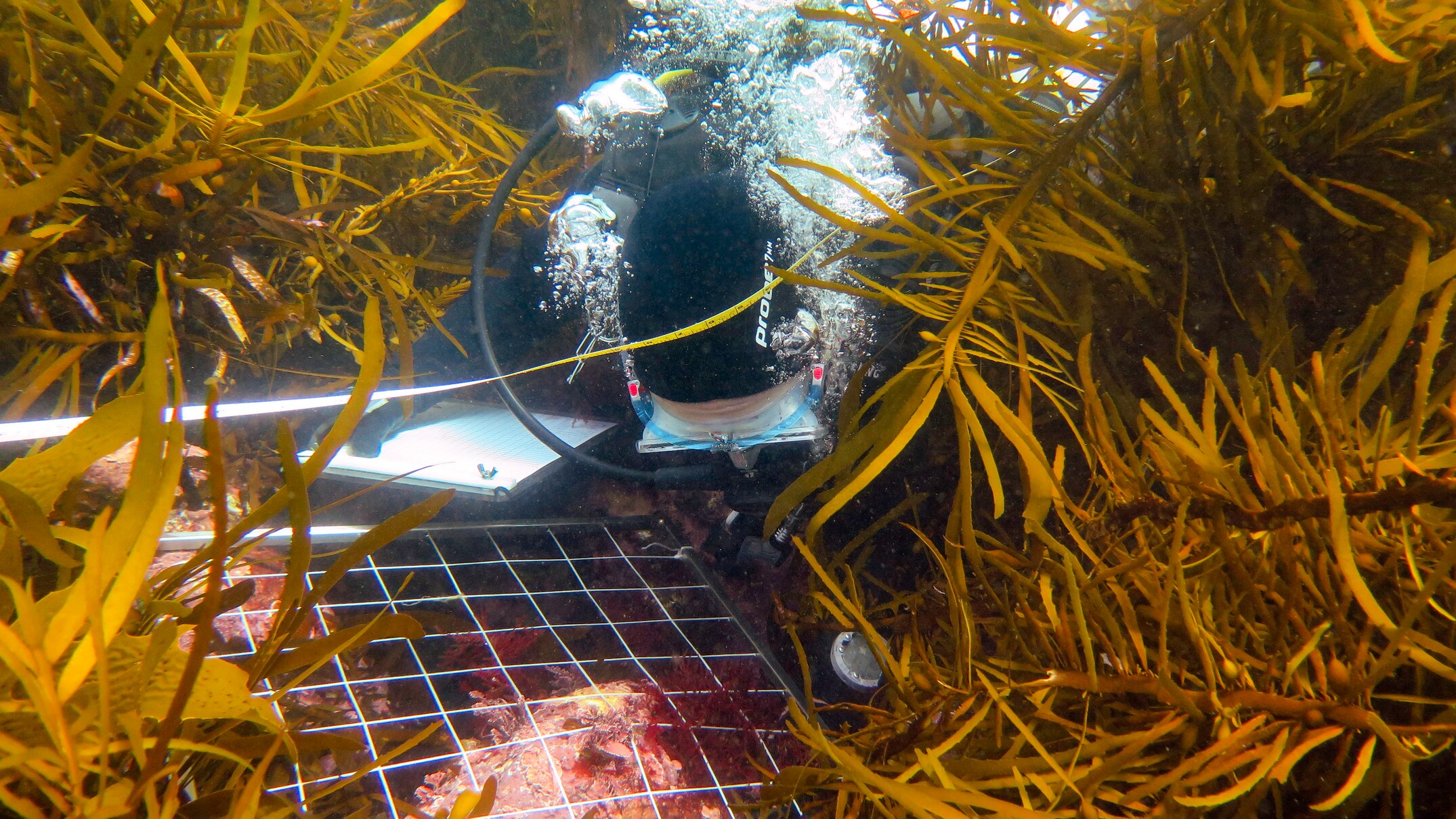 'Dead zones' prompt tour operator Pennicott to fund marine study of D ...