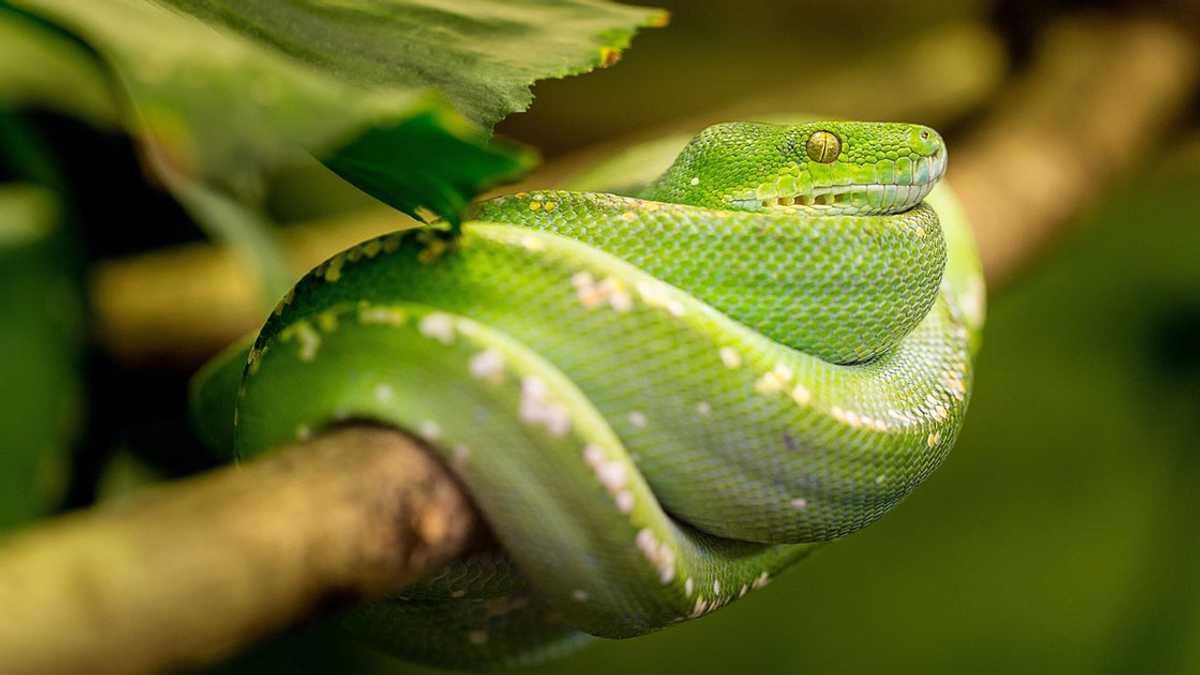 Snake rests on Christmas tree star ornament inside home, surprising ...