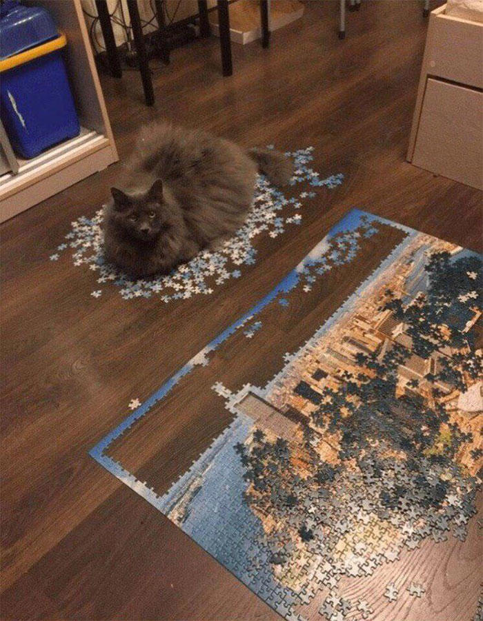30 photos that show the reality of trying to finish a puzzle with your cat
