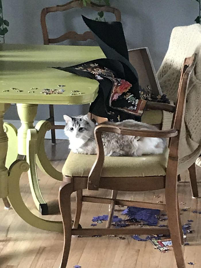30 photos that show the reality of trying to finish a puzzle with your cat