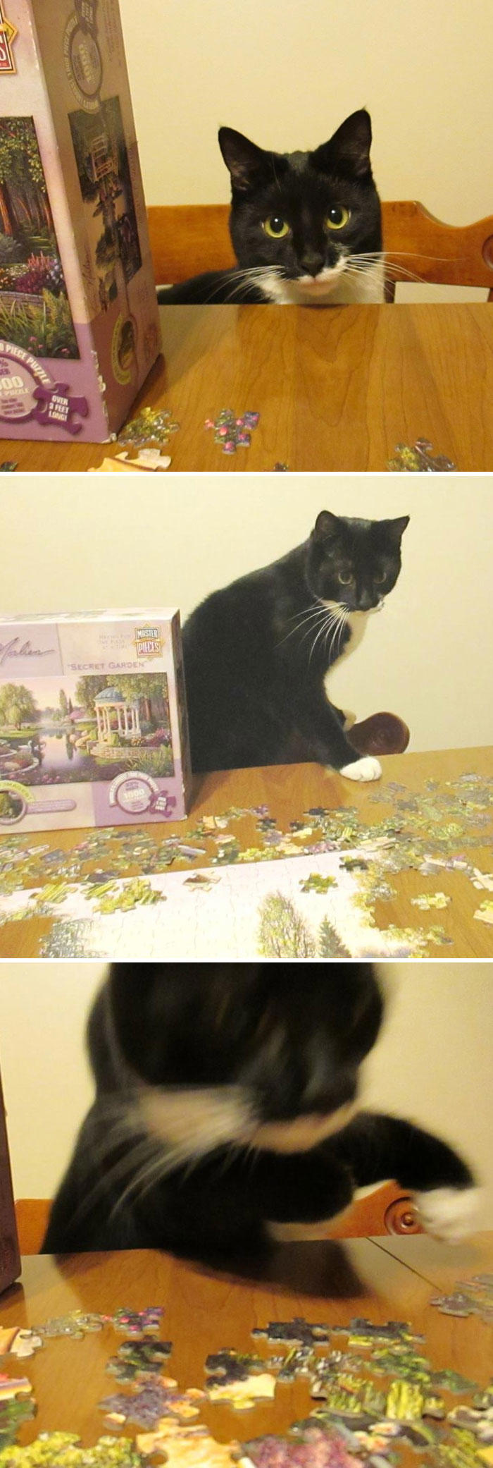 30 photos that show the reality of trying to finish a puzzle with your cat