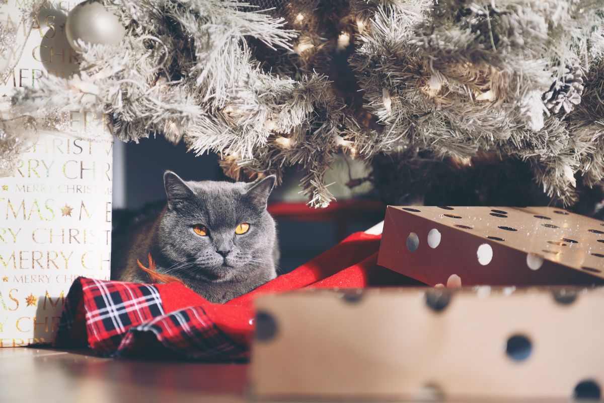 Flocked Christmas trees probably won't poison your pet, but they can ...