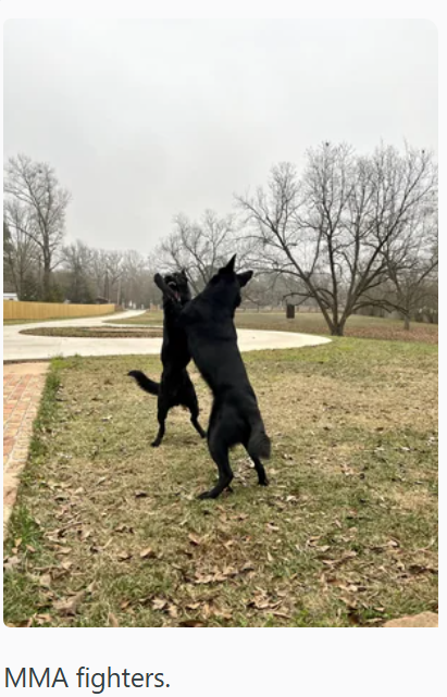 23 supposedly scary dogs pics and the sweet and silly things they ...