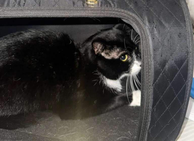 Charity saves cat sold for £30 on clothes website
