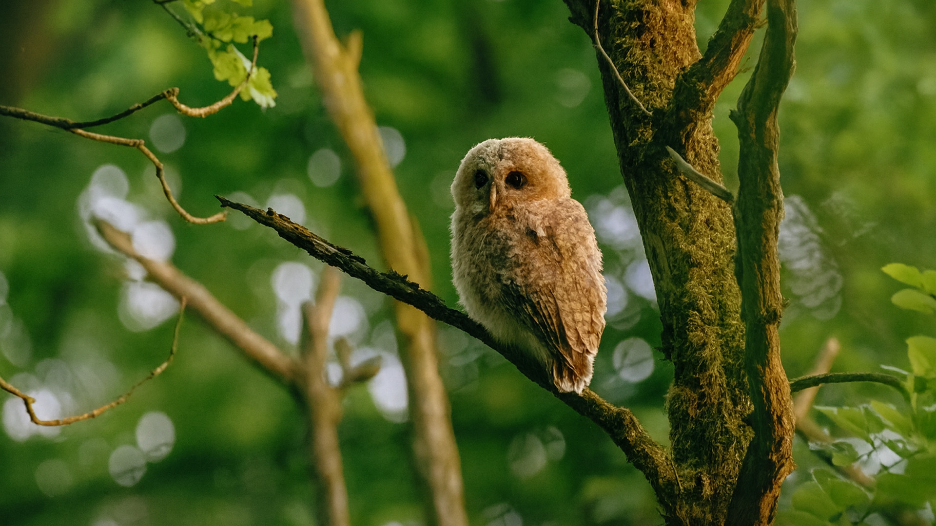 A quiet observer in the forest