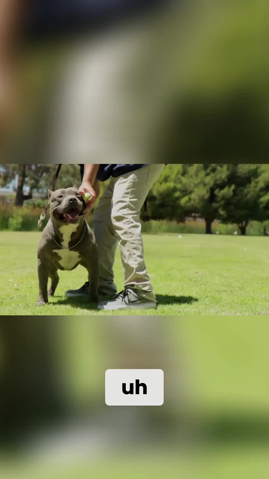 American Bully family dog & obedience training