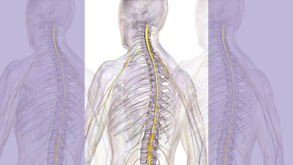 Spinal cord relies on a ‘signal’ for healing and repair, and ‘EV ...