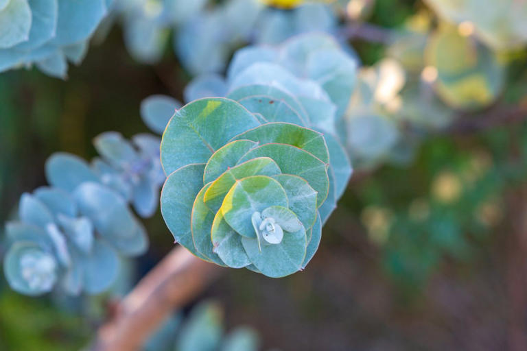 How eucalyptus leaves benefit physical and mental health