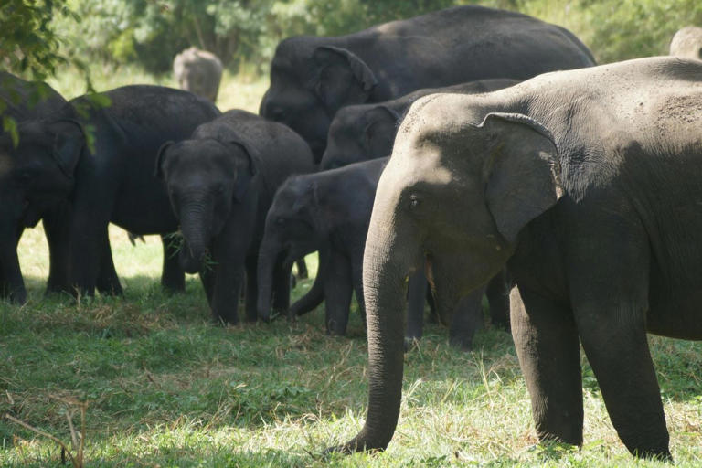Siete elefantes asiáticos mueren atropellados por tren de alta ...