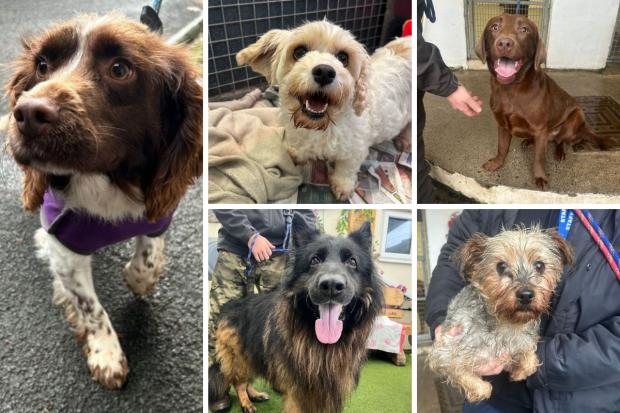 Five dogs looking for their forever home from Many Tears Rescue