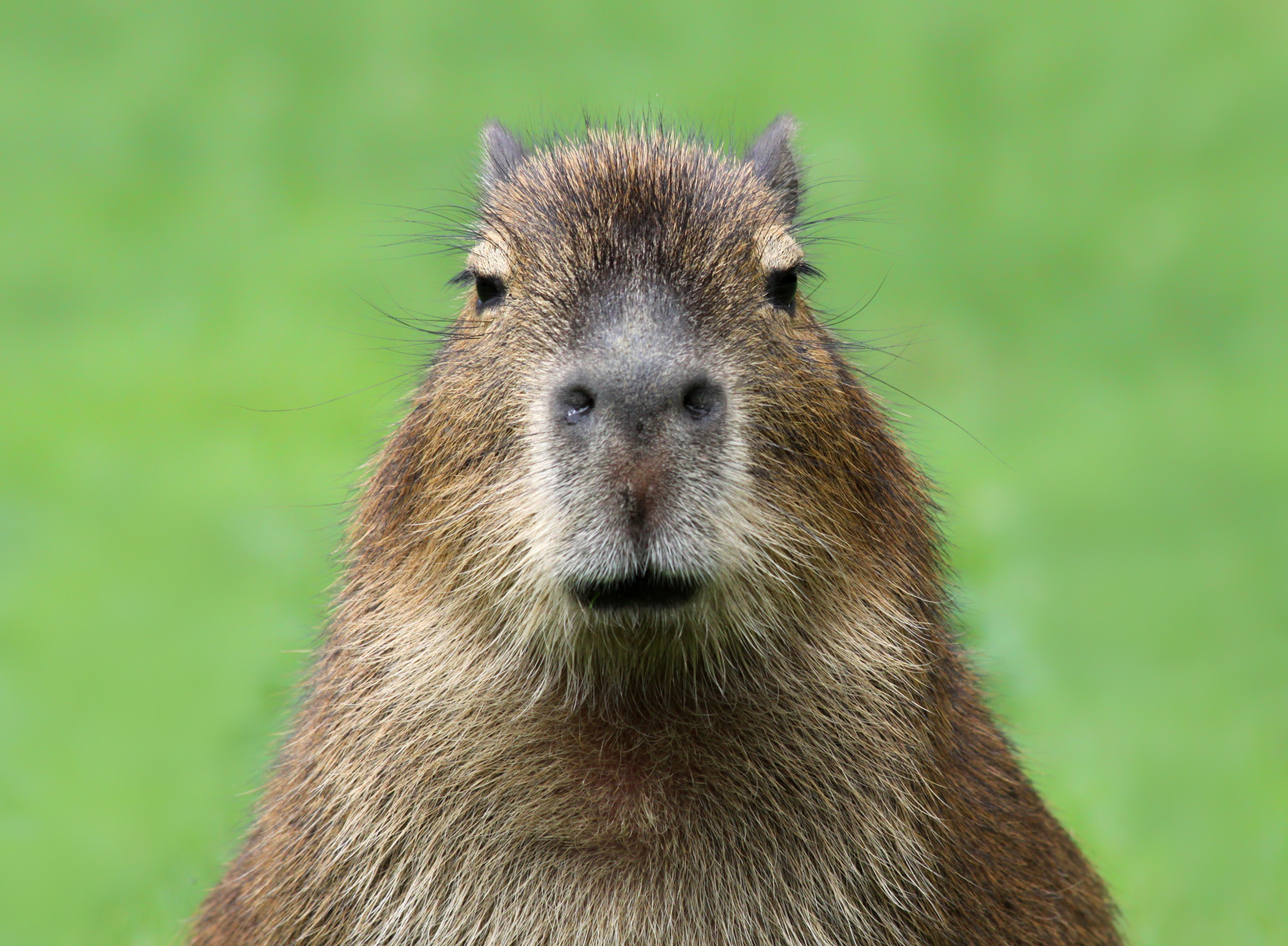 Petits voleurs et grands malins : les animaux criminels du Canada