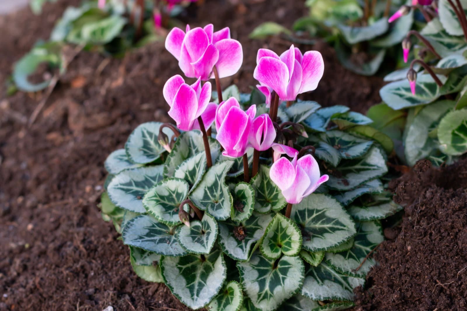 It survives frost, blooms in the cold and thrives in shade, the ...