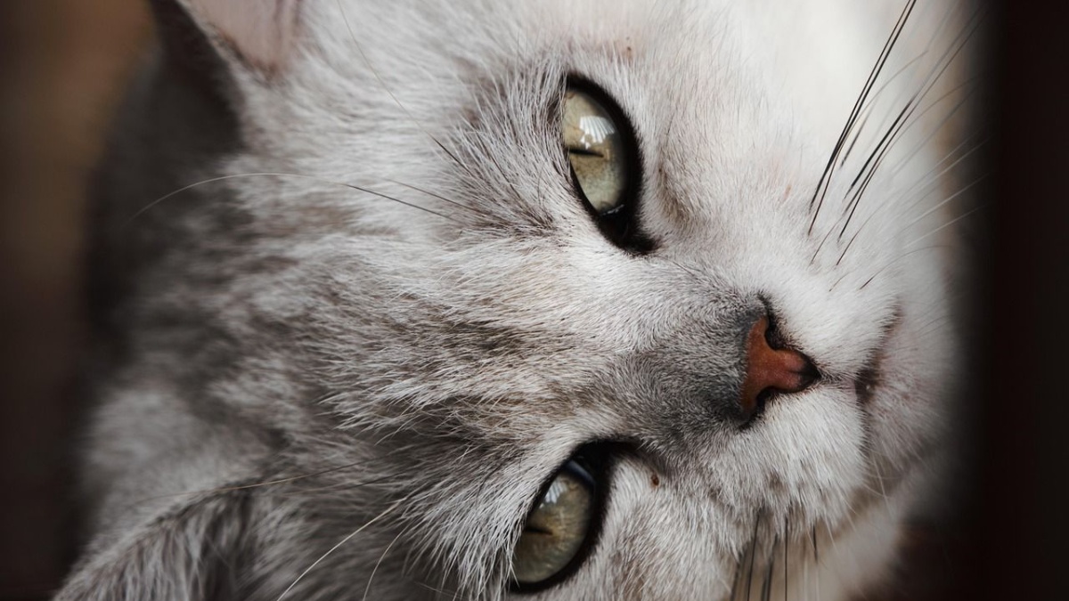 9 essential vitamins cats need and where to find them