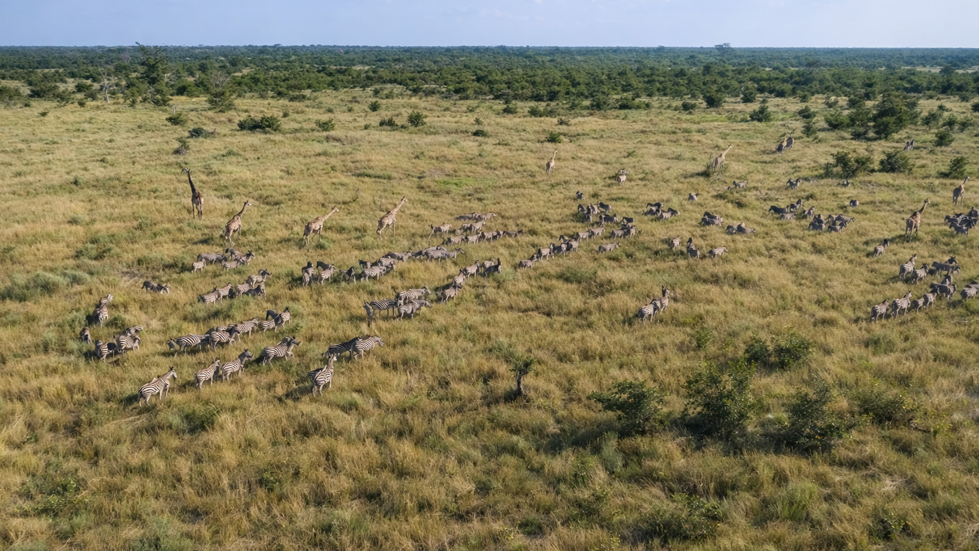 The heart of the African savanna
