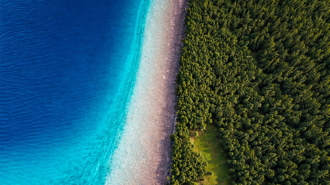 Where the forest meets the ocean