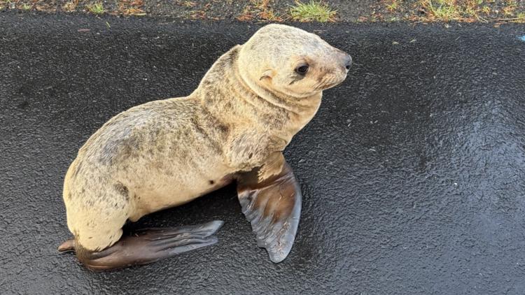 Police retrieve loose seal from Highway 101 in Newport, Oregon