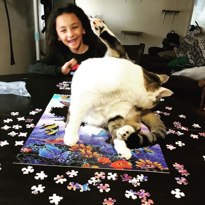 30 photos that show the reality of trying to finish a puzzle with your cat