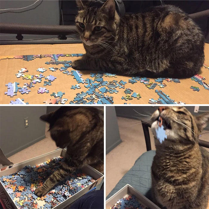 30 photos that show the reality of trying to finish a puzzle with your cat