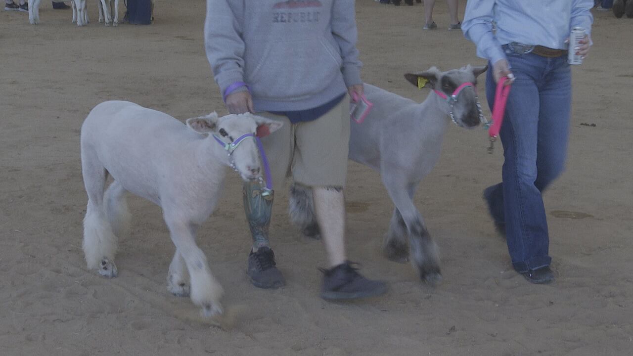 Ocala showed the ‘Spirt of the Elf’ in livestock showcase