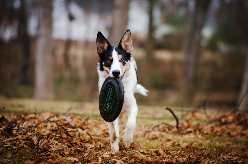 13 dog breeds that thrive on outdoor exploration and activity