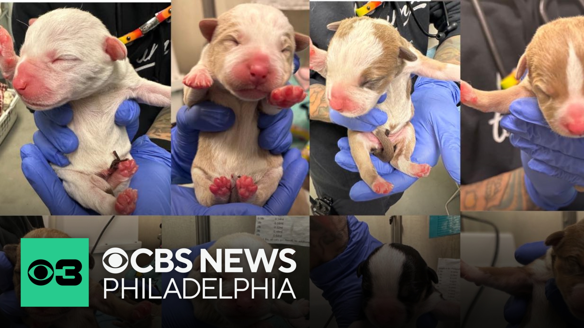 Woman finds newborn puppies abandoned at South Philadelphia Target