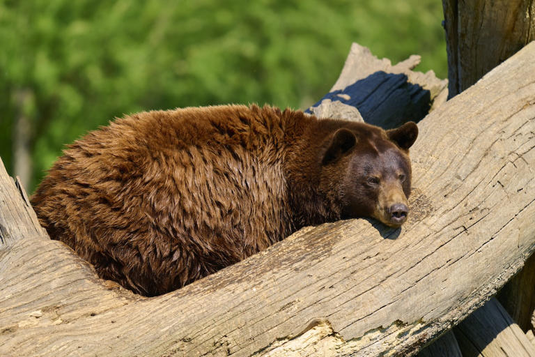 Camper films 'friendly' bear walking around campground (video)
