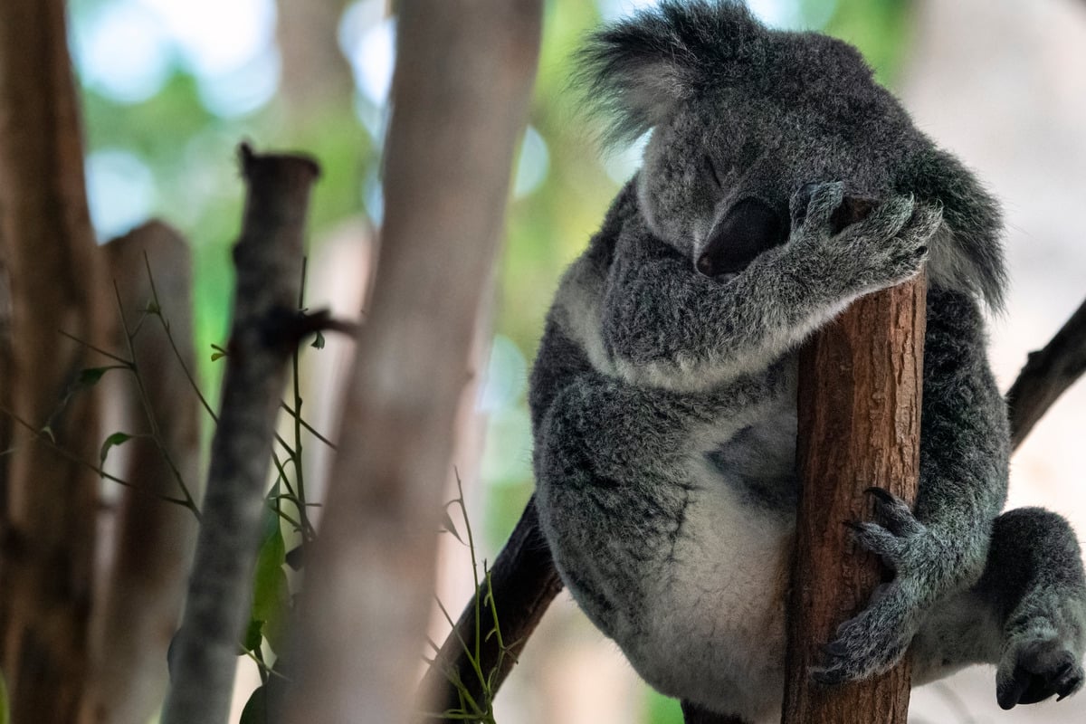 Rein theoretisch kann er: Warum Koalabär Yuma erstmal kein Vater wird