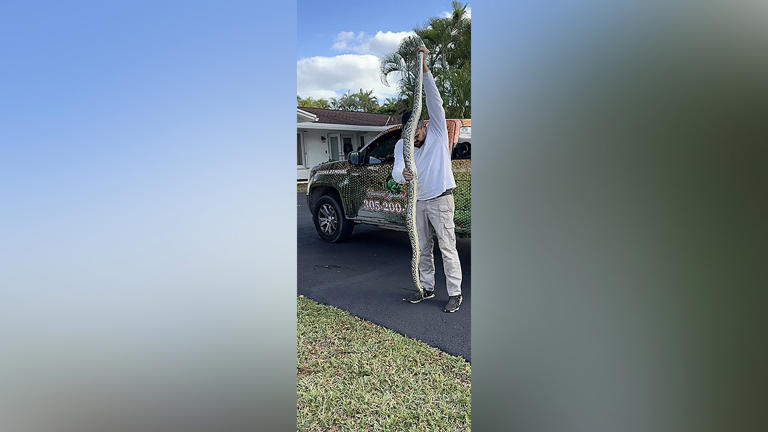 Large Burmese python on video getting pulled from Florida neighborhood ...