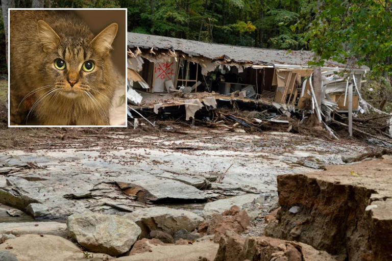 Cat lost during Hurricane Helene miraculously reunited with family ...
