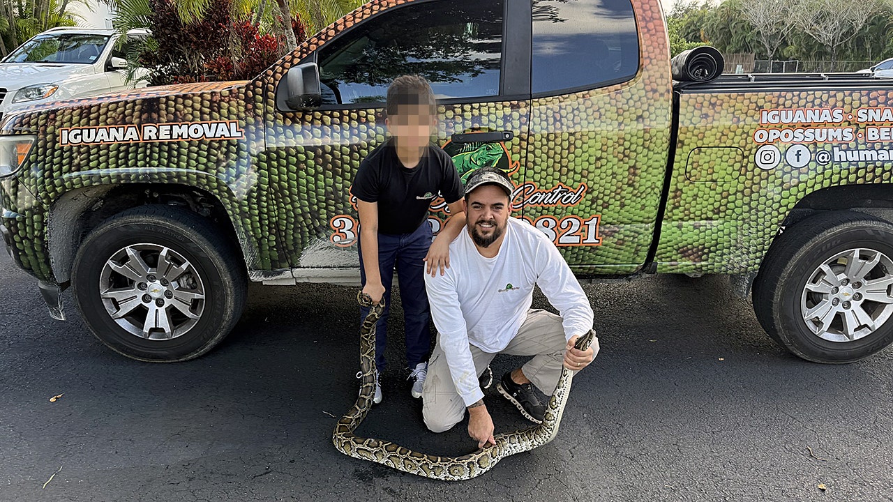 Large Burmese python on video getting pulled from Florida neighborhood ...