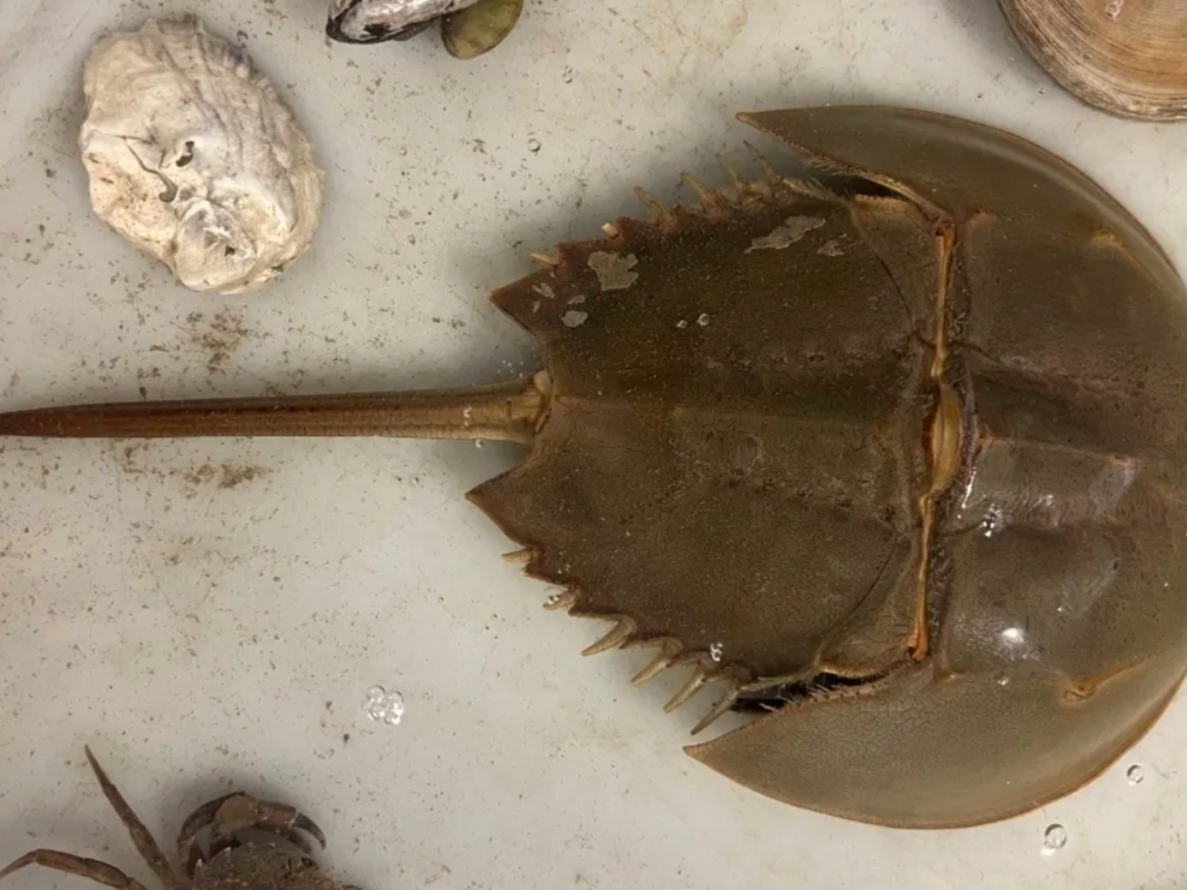 Environmental advocates celebrate passage of horseshoe crab protection ...