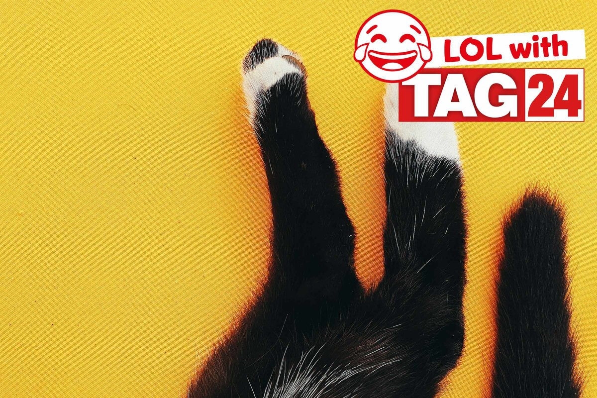 Joke of the day for June 7, 2025: Cat jokes to make you laugh for Caturday