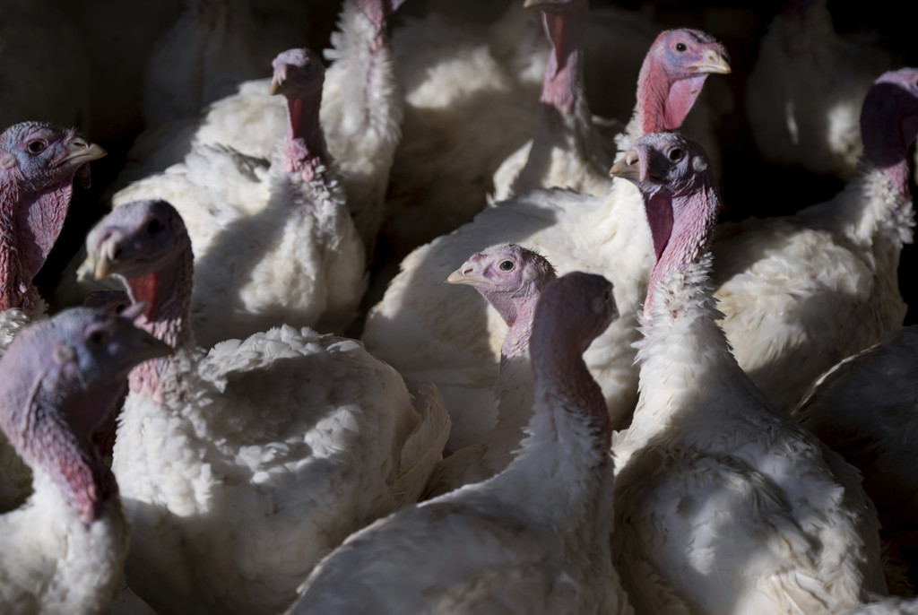 Vogelgriep op kalkoenenbedrijf Limburg: 54 pluimveebedrijven binnen ...