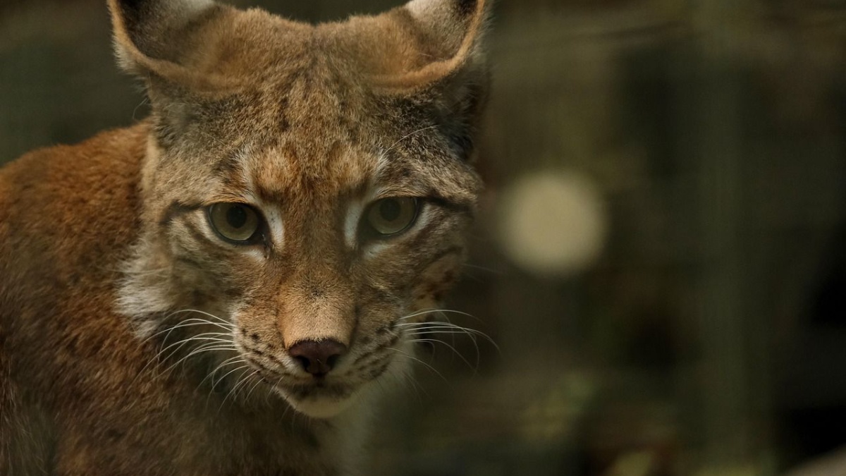 9 essential vitamins cats need and where to find them