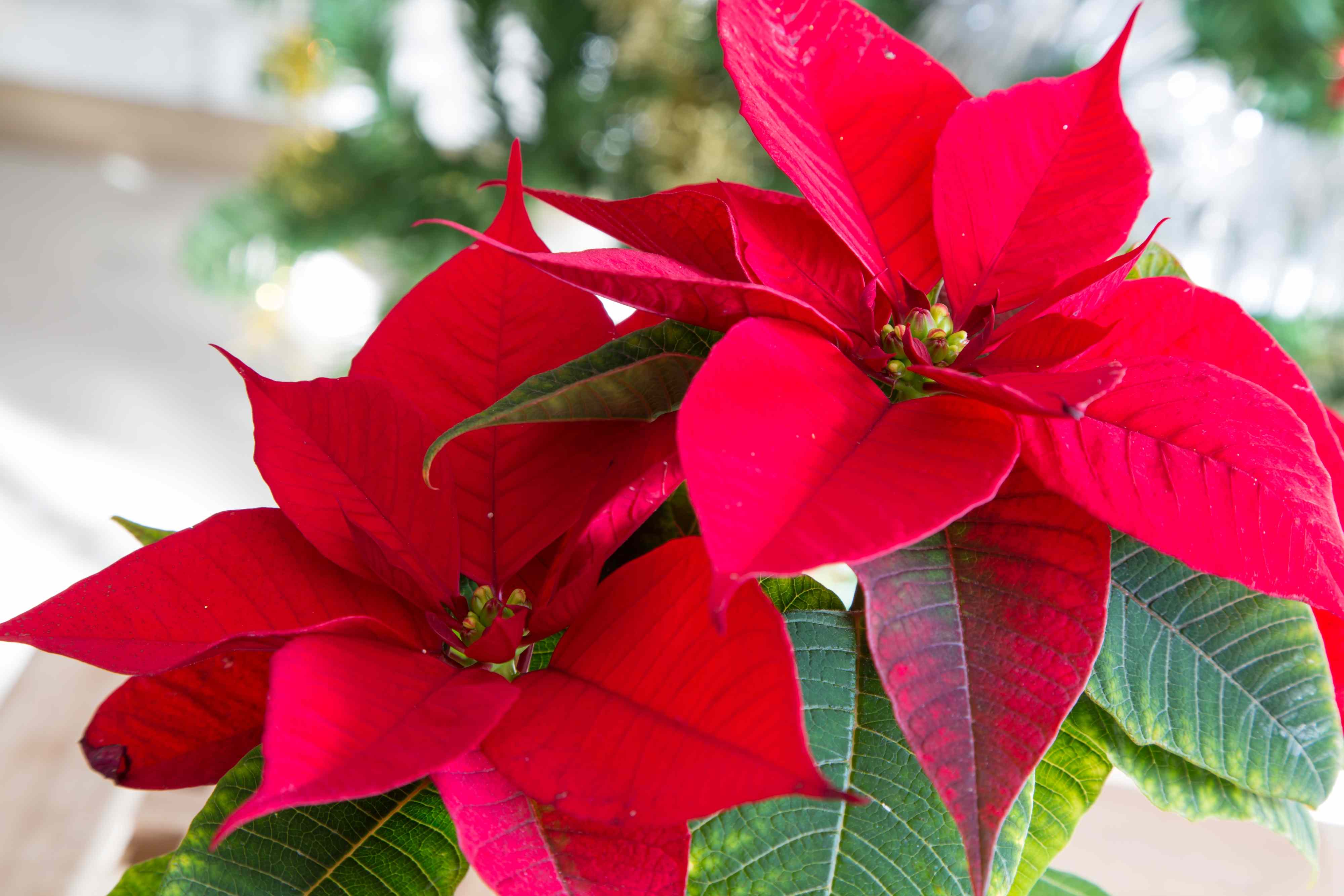 5 reasons your poinsettia is losing leaves, and how to save your plant