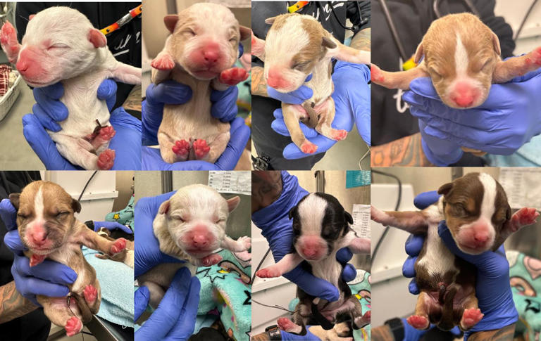 8 newborn puppies found abandoned in bag at South Philly Target