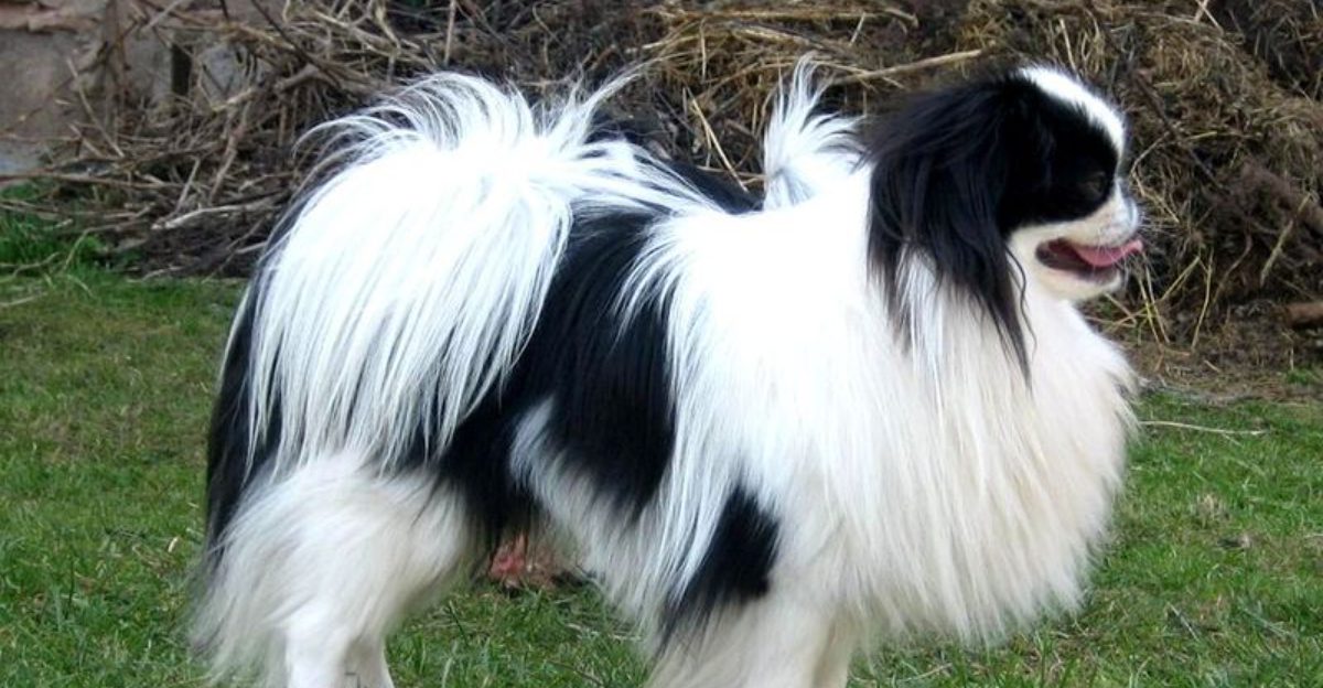 14 dog breeds that can't stand being rushed and shut down (here's how ...