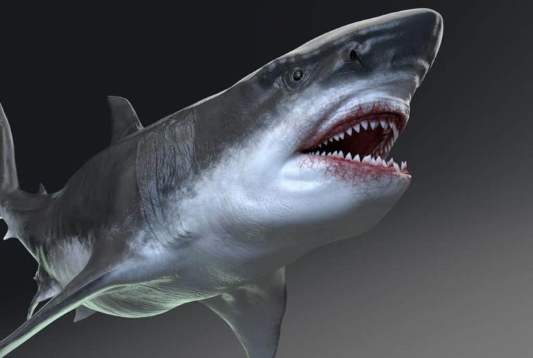 Before megalodon, this monstrous shark terrorized the waters of ...