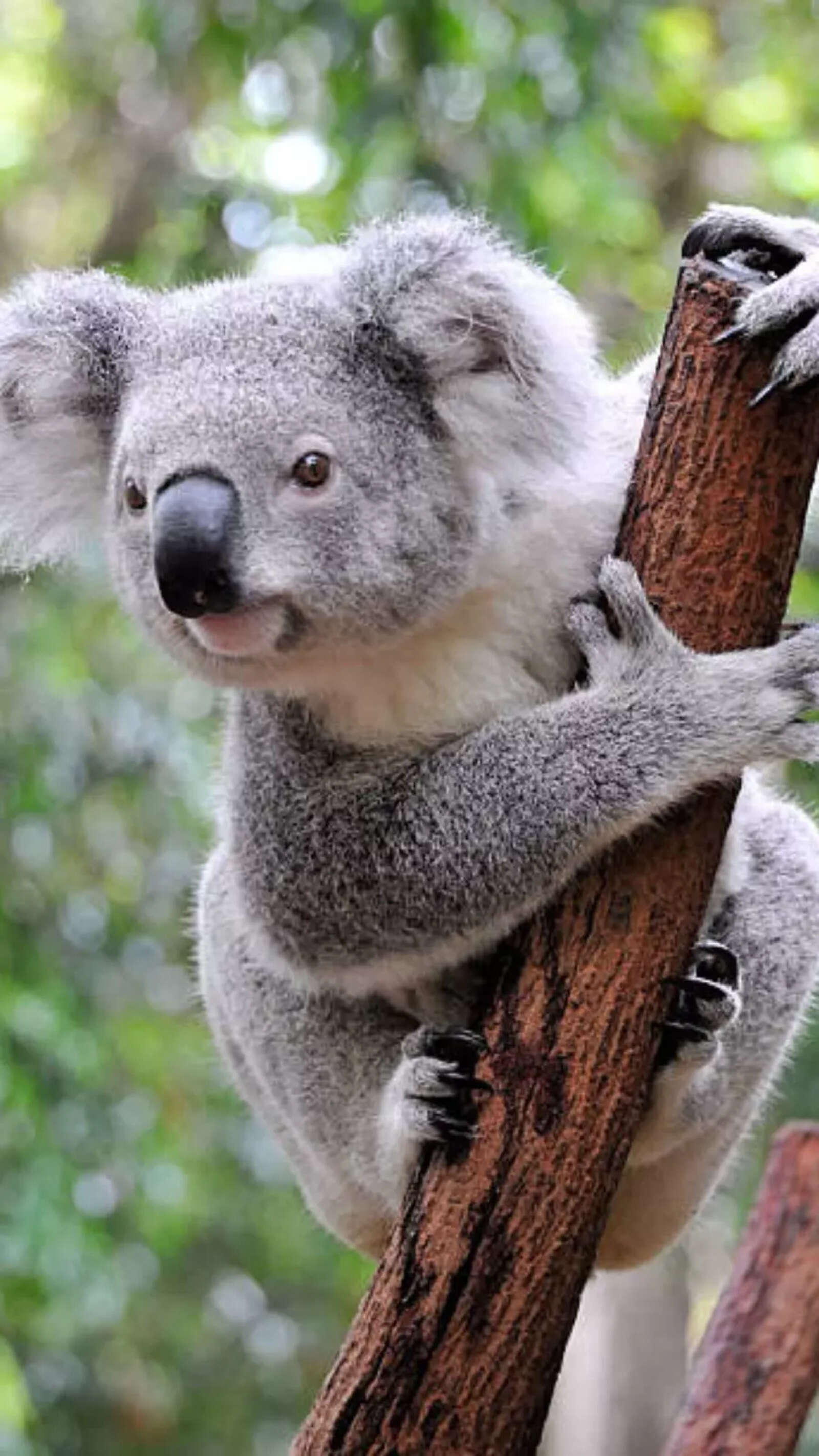Unique animals that exist only in Australia