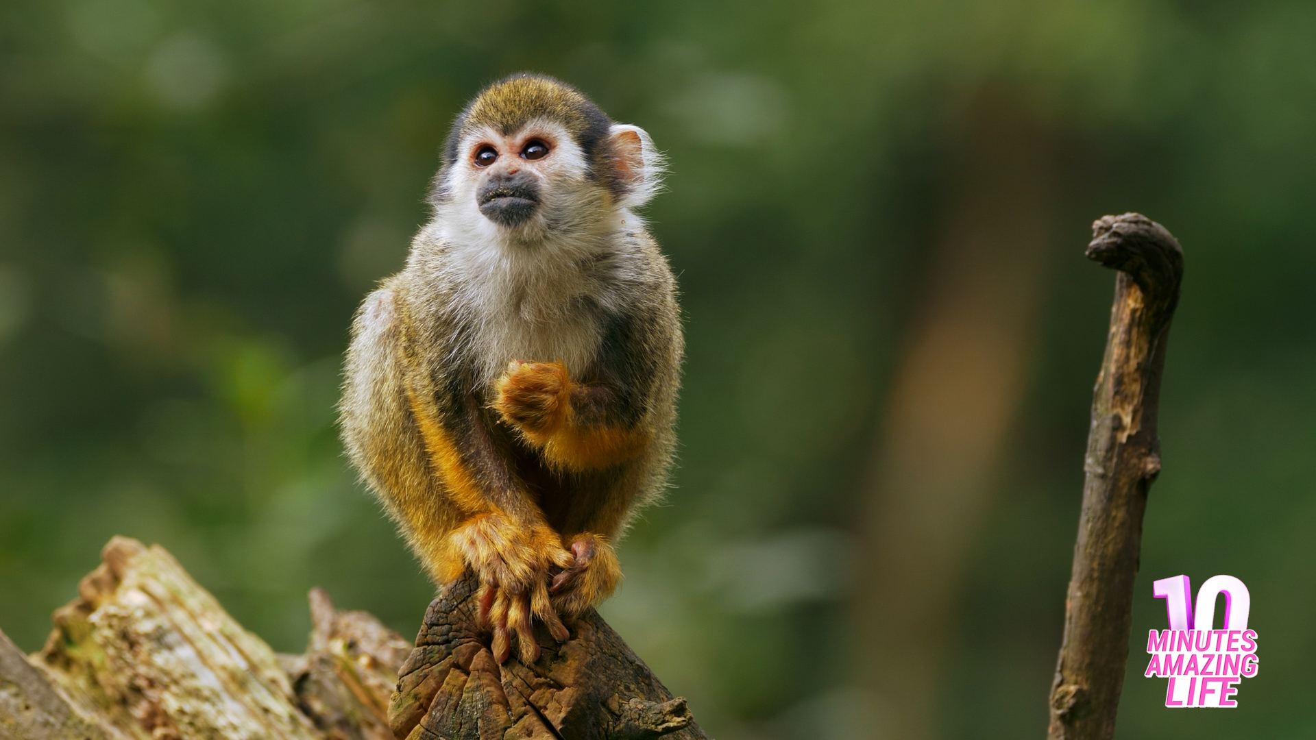 I filmed a squirrel monkey and captured a curious moment