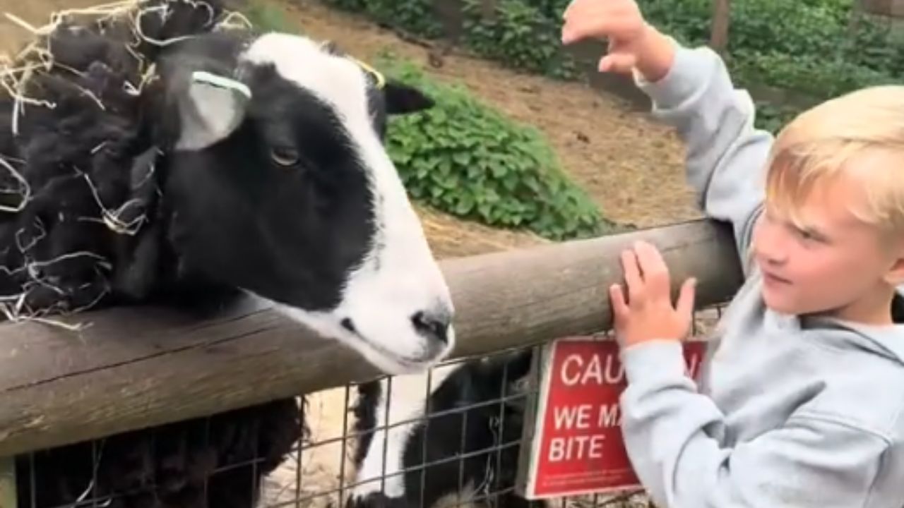 Funny moment as mischievous goat grabs kid’s hood while he greets farm ...
