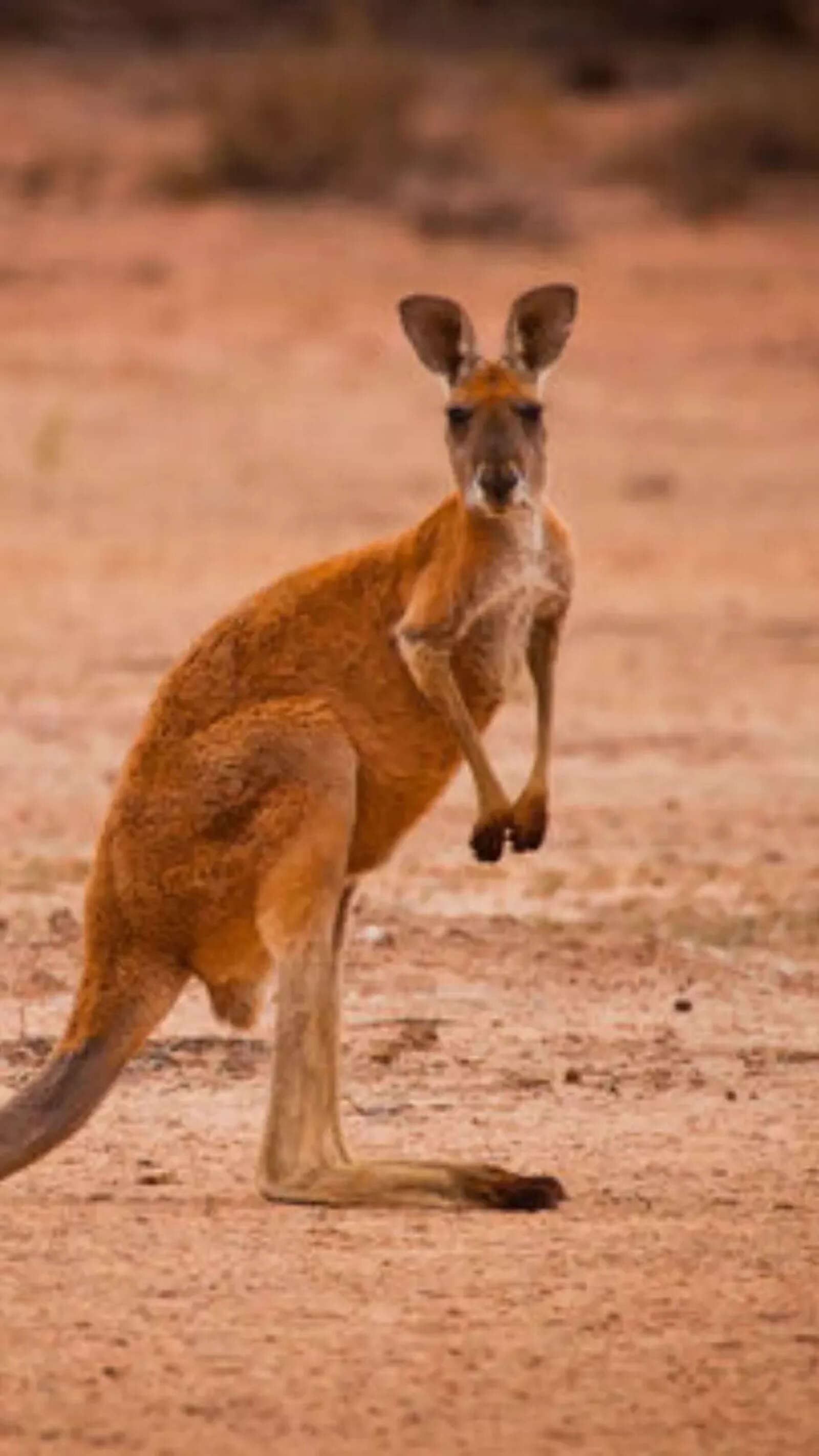 Unique animals that exist only in Australia
