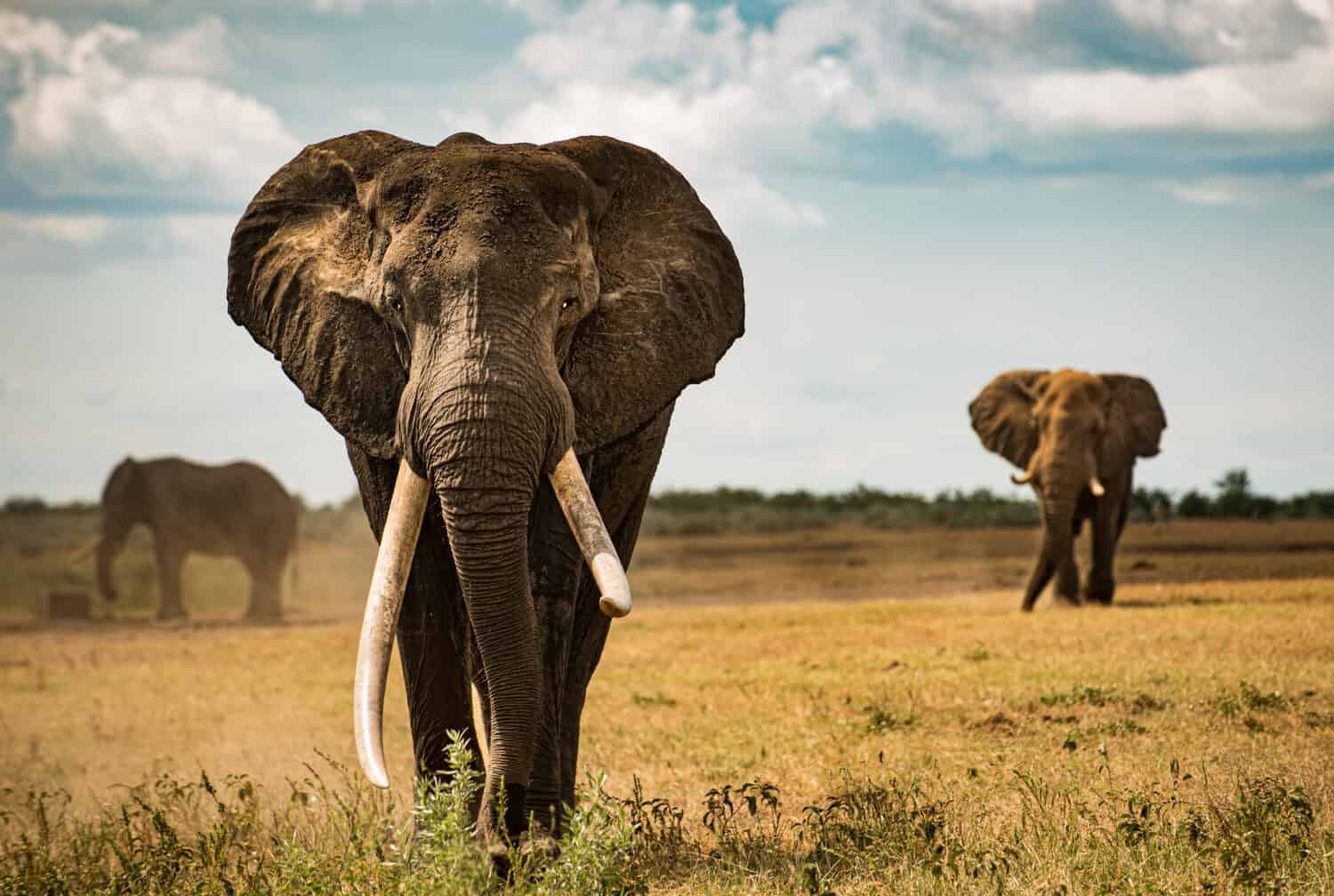 This massive elephant tusk weighs more than a grown man