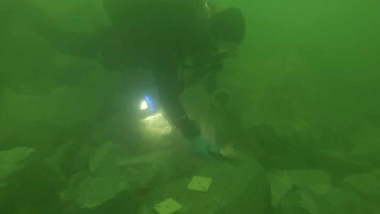 Thousands of baby bull kelp planted on new rock reef in North Vancouver
